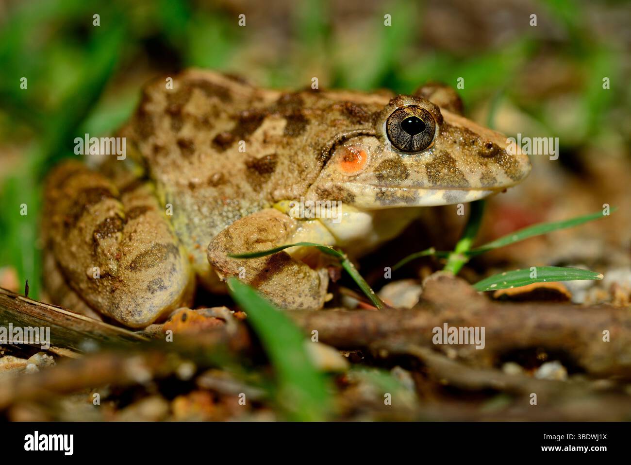 Frog (Fejervarya limnocharis) close to Kep, Cambodia Stock Photo - Alamy