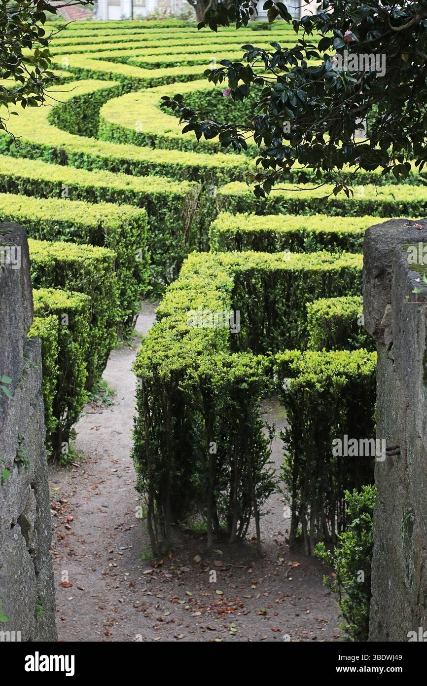 Narrow path through garden hedge maze Stock Photo - Alamy