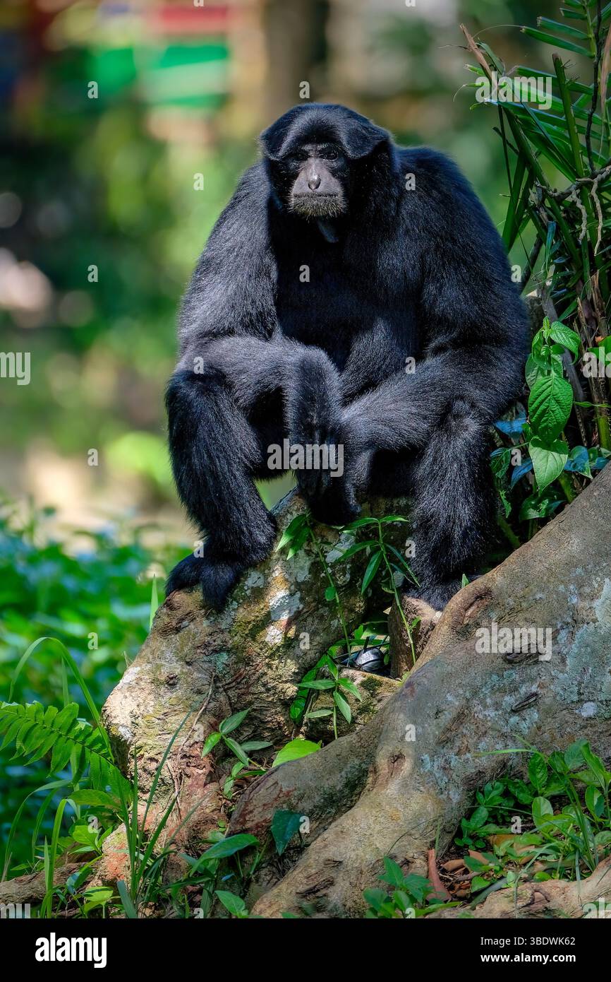 Siamang gibbon ape sitting hi-res stock photography and images - Alamy