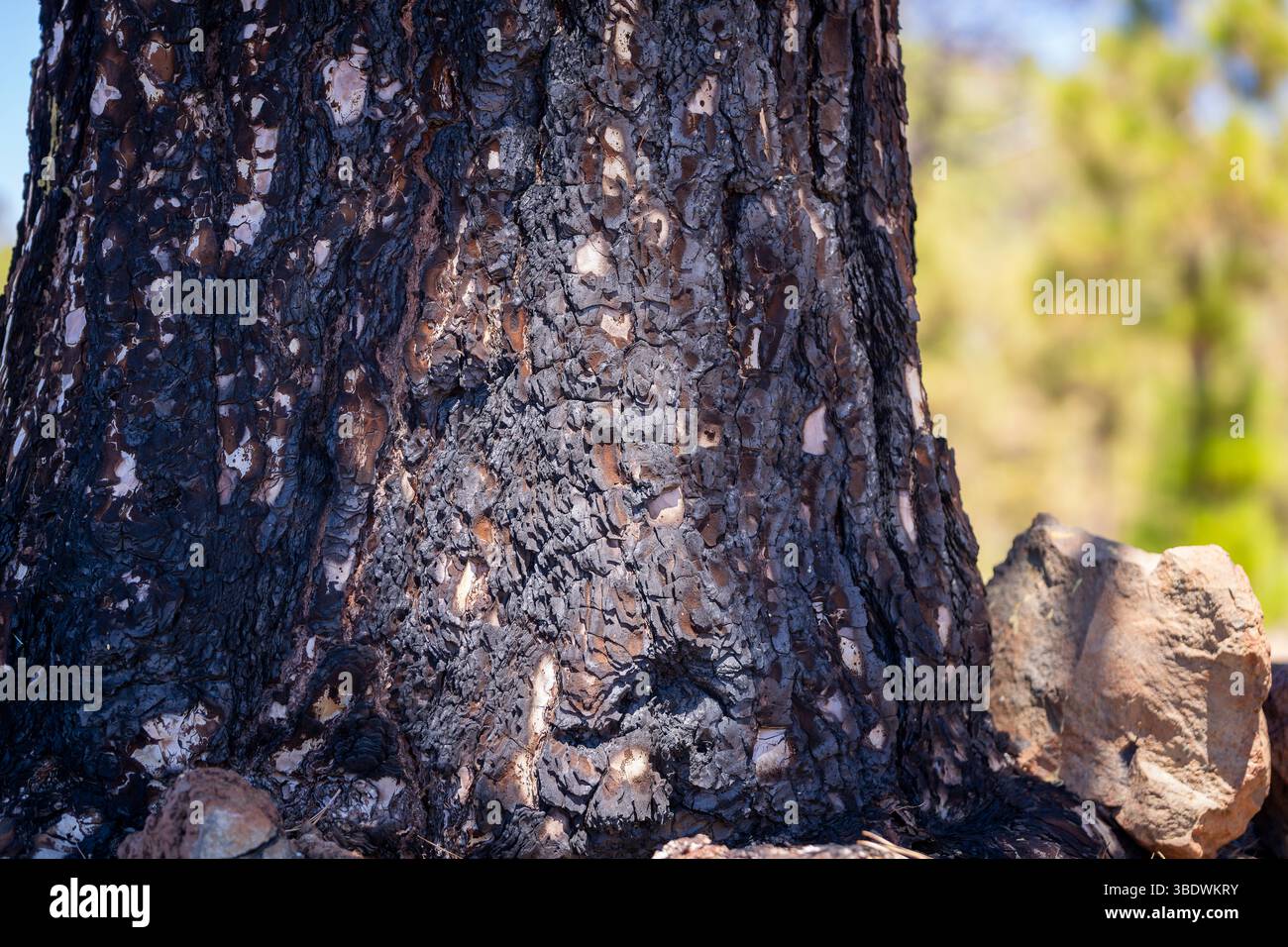 Fire damage on pinus canariensis, pine tree. Close up of details of ...