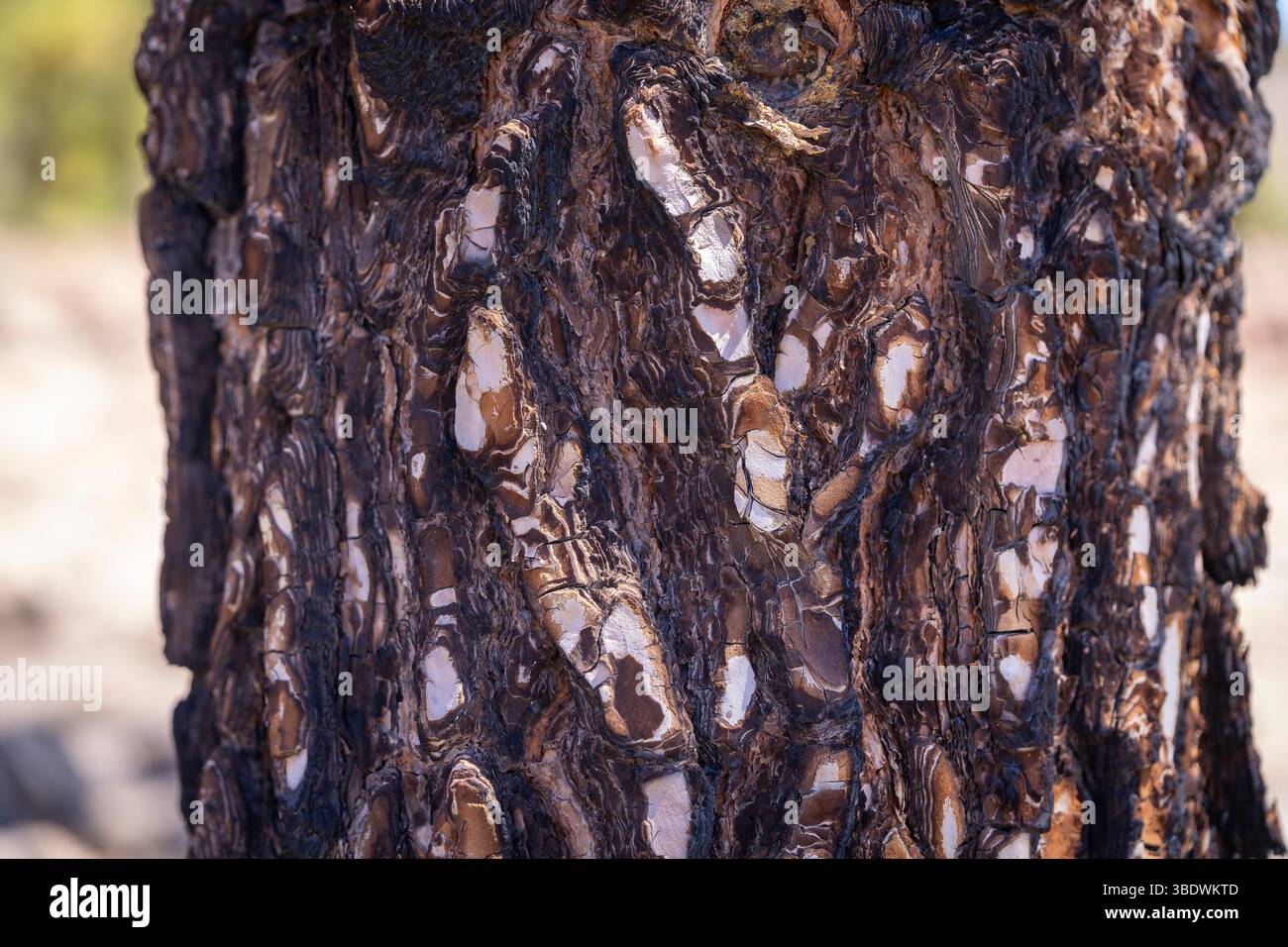 Fire damage on pinus canariensis, pine tree. Close up of details of ...