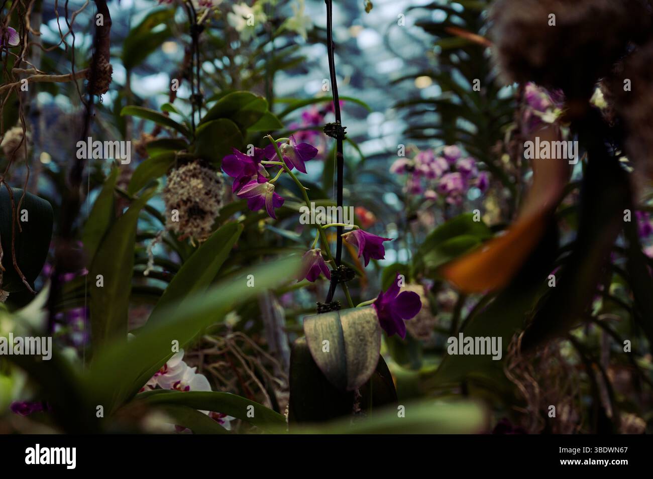 Delicate orchids bloom amid a tangle of suspended greenery in teamLab ...