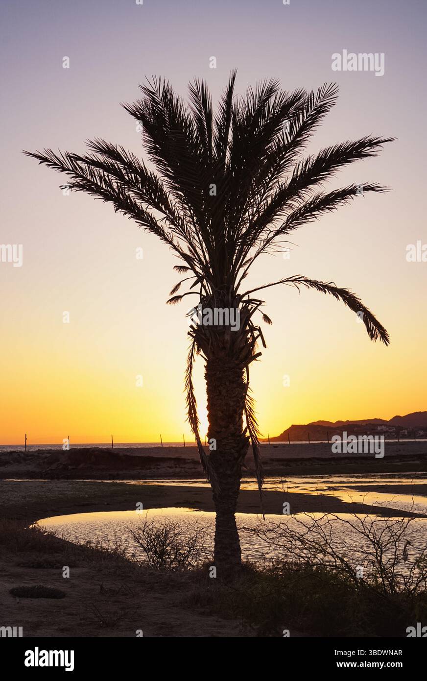 Setting sun palm tree hi-res stock photography and images - Alamy