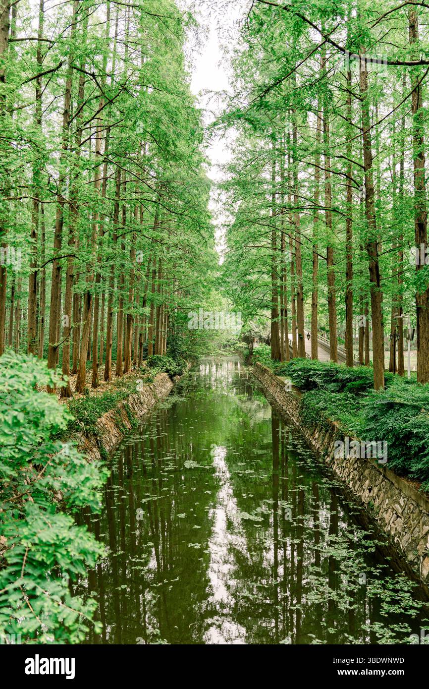 Luscious trees hi-res stock photography and images - Alamy