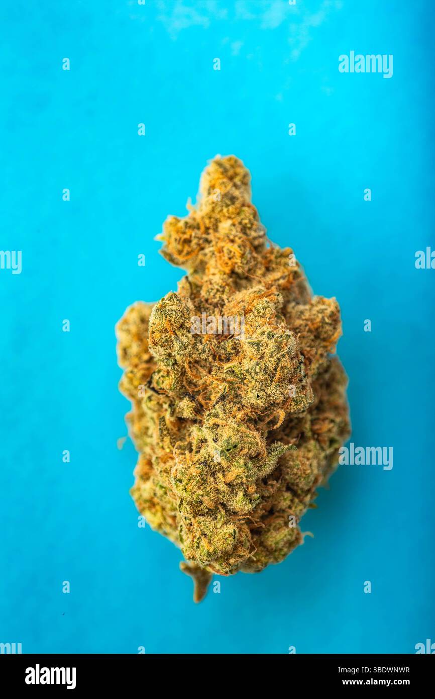 INDIVIDUAL INDOOR CANNABIS NUGS/BUDS SHOTS Stock Photo - Alamy