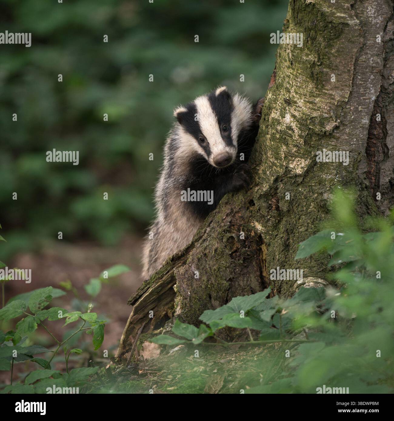 curious game of hide and seek... European badger, young badger looks ...
