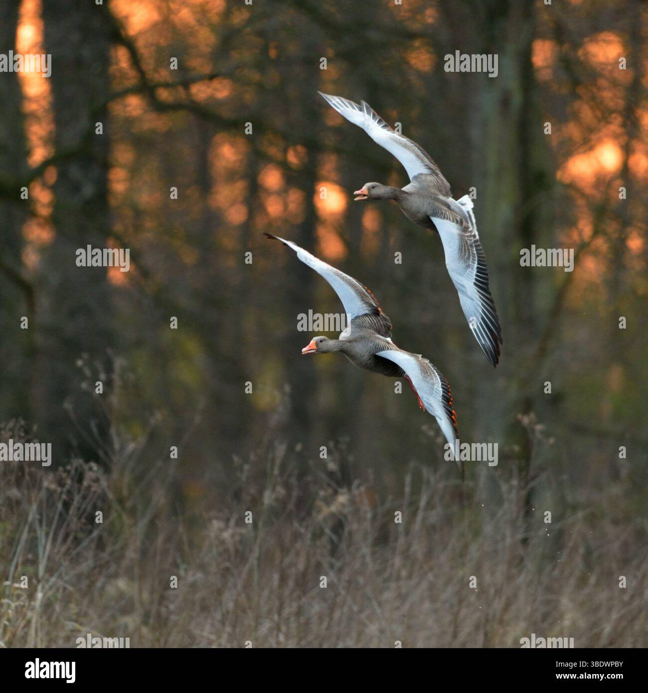 after sunset... Greylag geese * Anser anser * flying to their roosts in ...