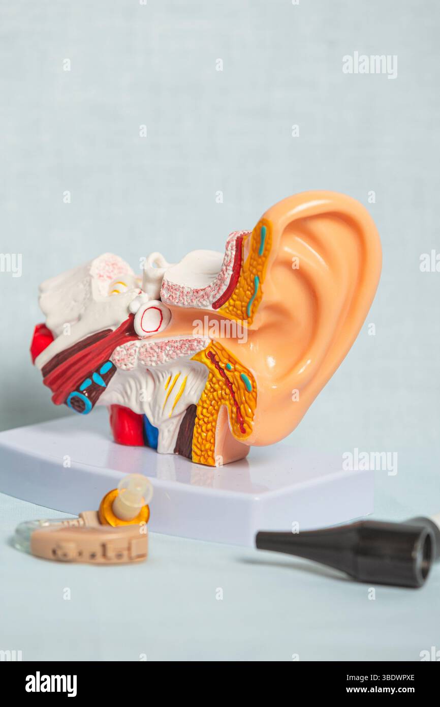 Plastic anatomical model of inner ear structure displayed with hearing ...