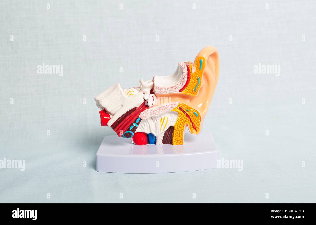 Colorful anatomical model of human ear highlighting inner ear ...