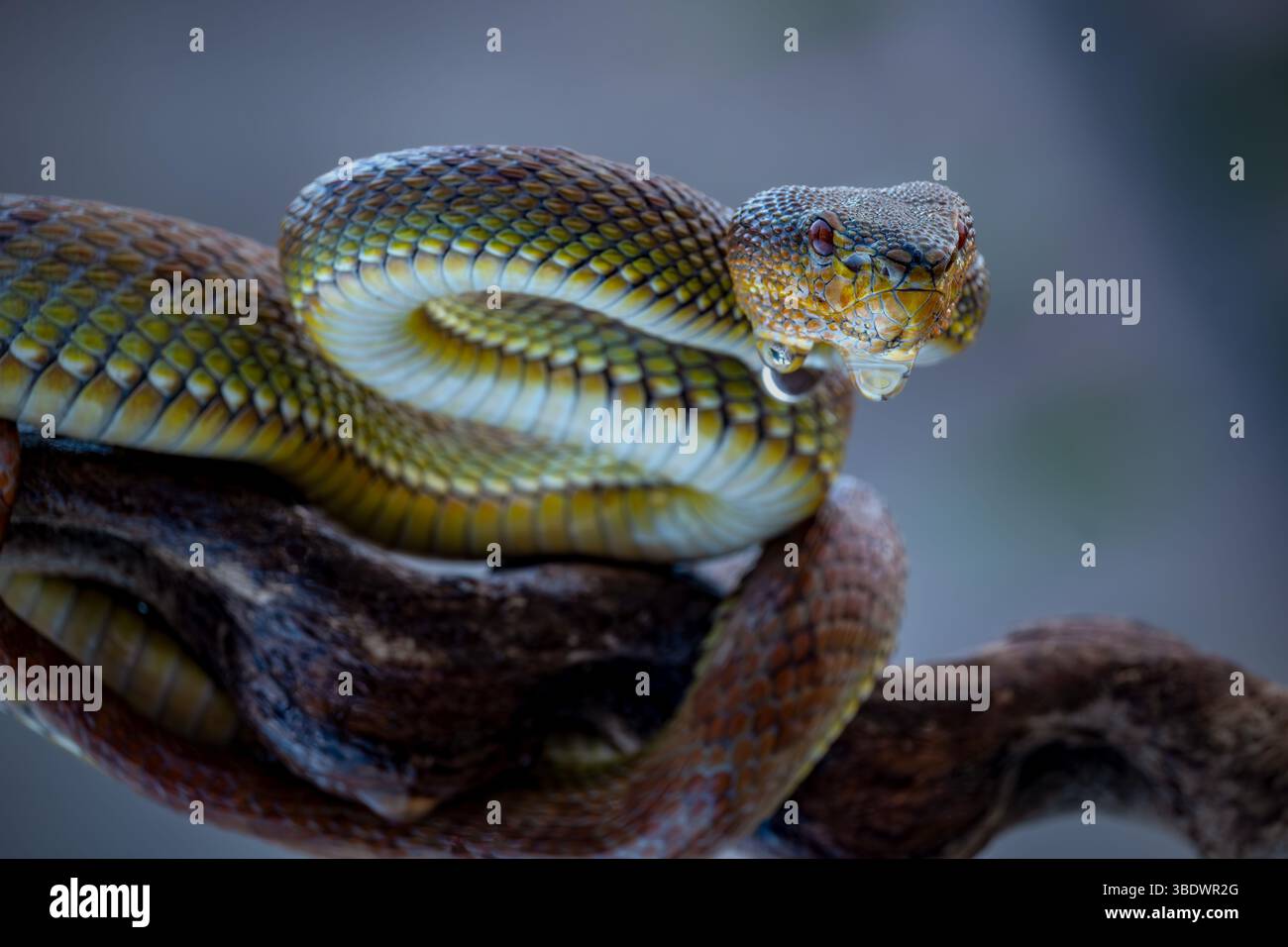 close-up Venomous Mangrove pit Viper Stock Photo - Alamy