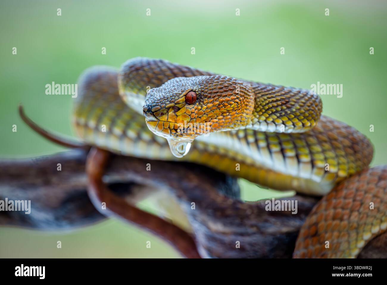 close-up Venomous Mangrove pit Viper Stock Photo - Alamy