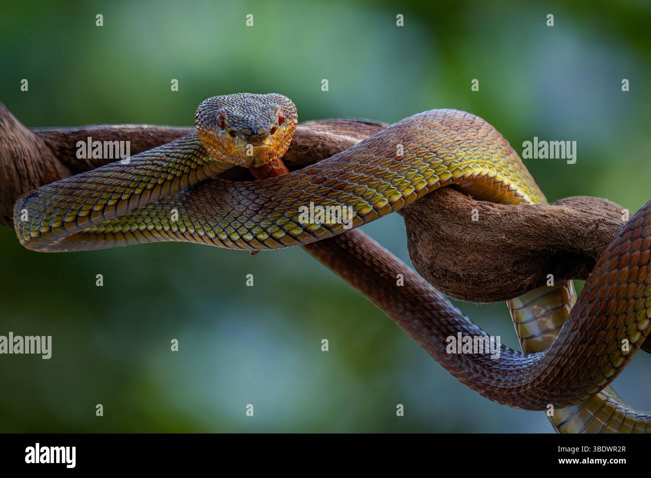 close-up Venomous Mangrove pit Viper Stock Photo - Alamy