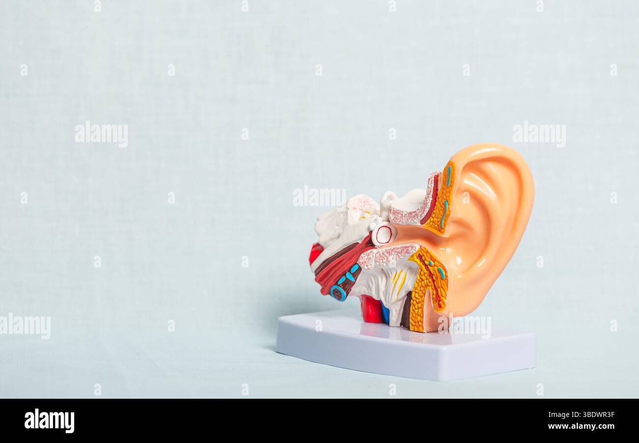 Plastic anatomical model of human ear showing inner ear structure for ...