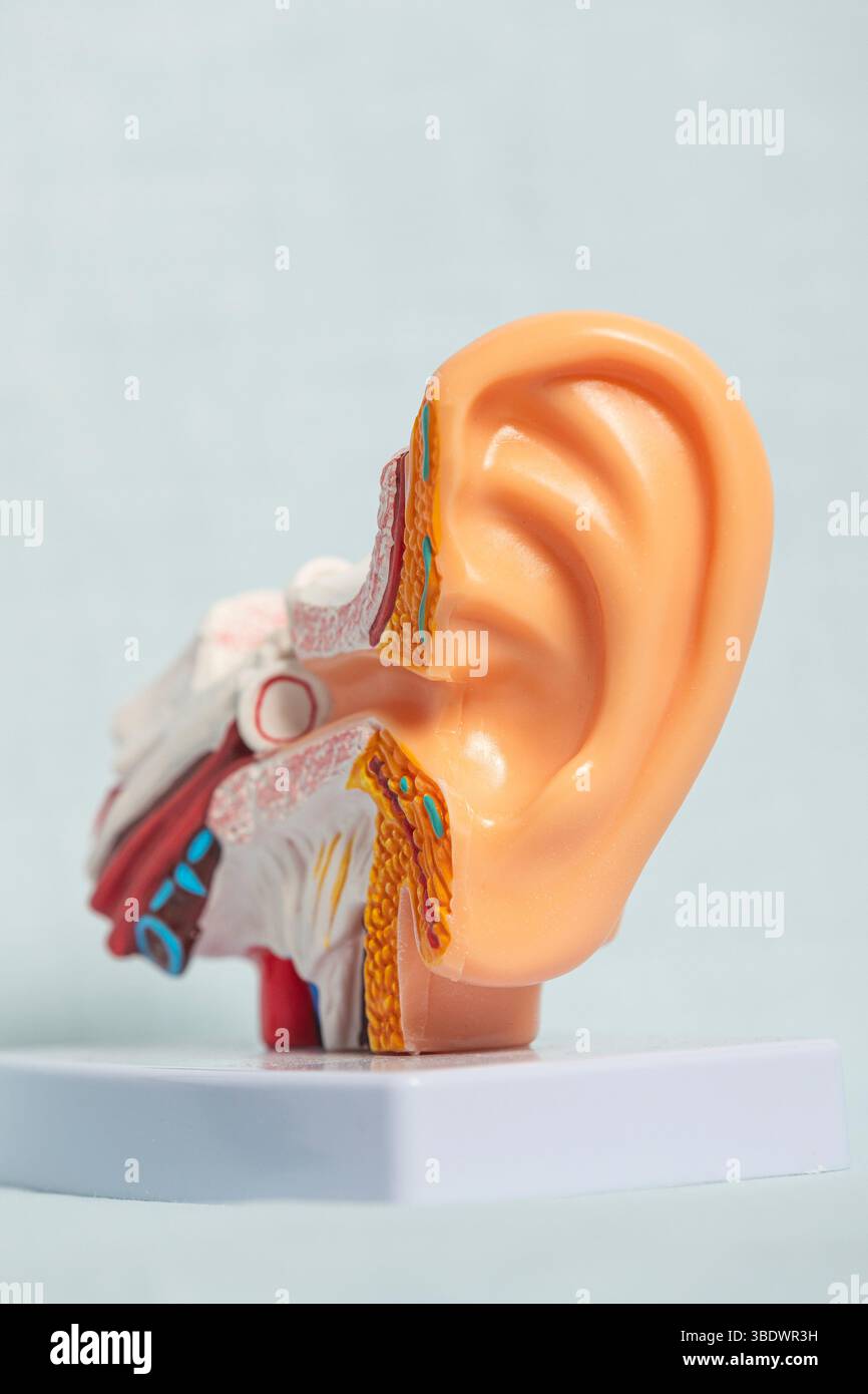 Plastic anatomical model of human ear showing inner ear structure for ...