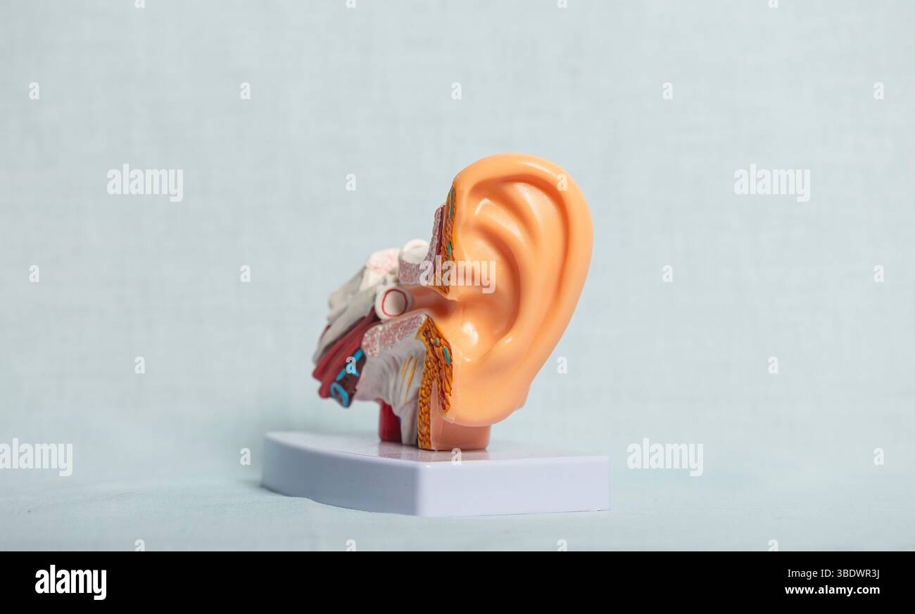 Plastic anatomical model of human ear showing inner ear structure for ...