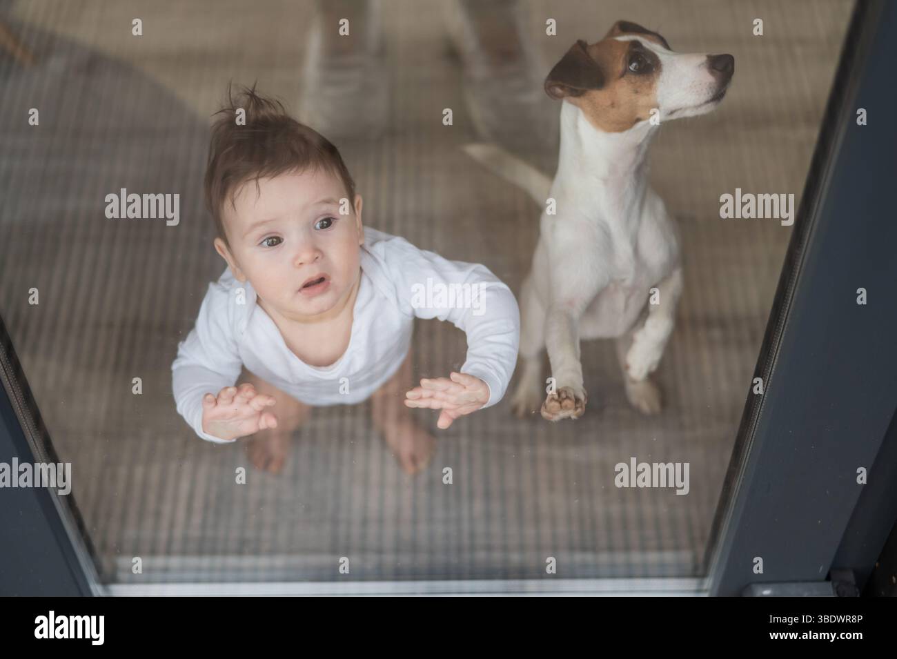 Cute baby boy and Jack Russell terrier dog looking through the patio ...