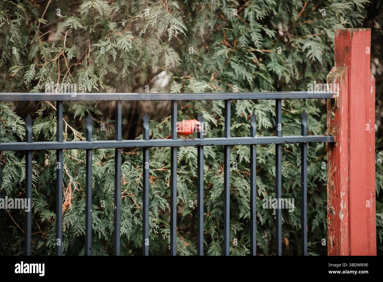 Male cardinal black fence hi-res stock photography and images - Alamy