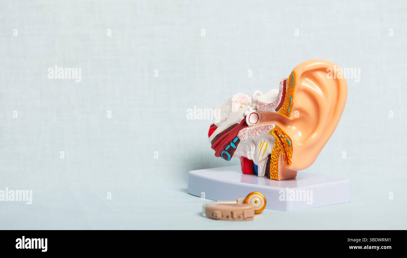 Plastic anatomical model of inner ear structure with hearing aid device ...