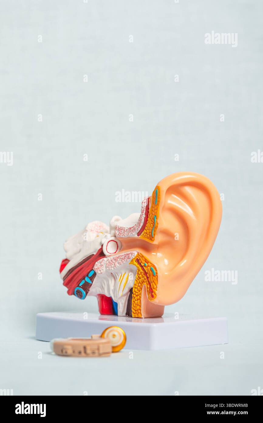 Plastic anatomical model of human ear showing inner ear structure with ...
