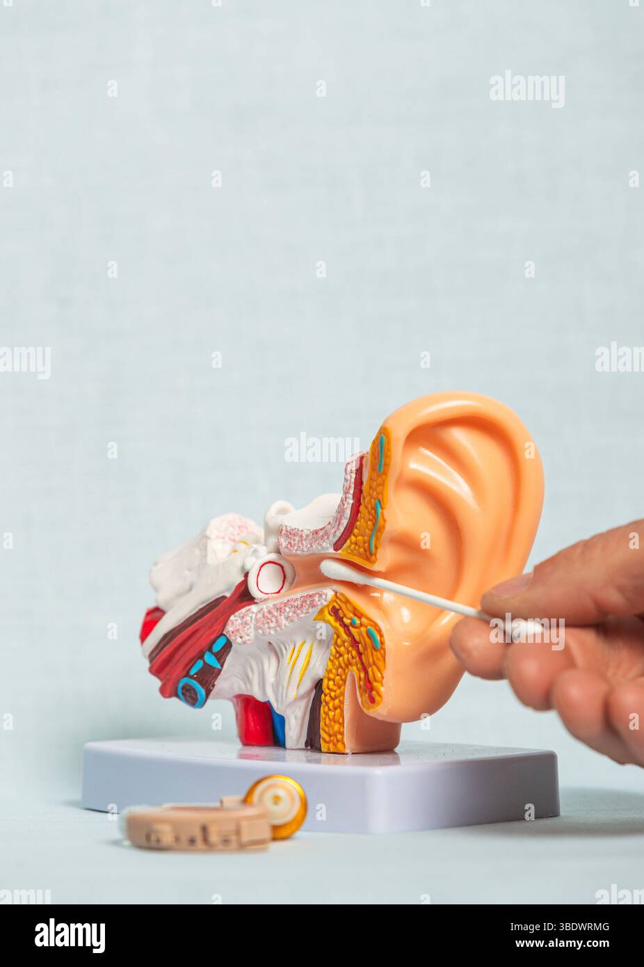 Medical professional cleaning ear anatomical model with cotton swab ...