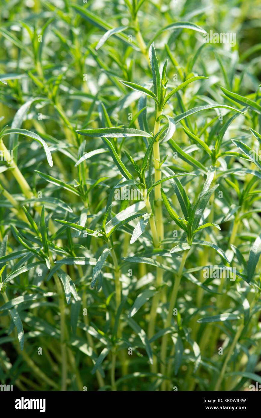 Hart's Pennyroyal, Mentha Cervina Stock Photo - Alamy