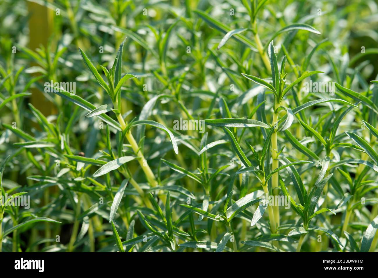 Hart's Pennyroyal, Mentha Cervina Stock Photo - Alamy