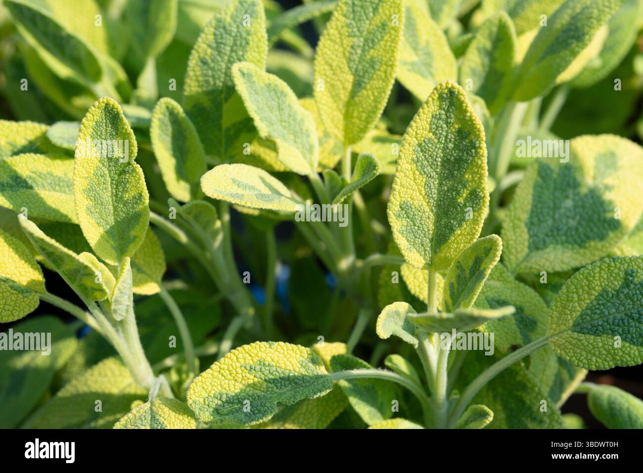 Variegated Golden Sage, Salvia Officinalis Icterina Stock Photo - Alamy