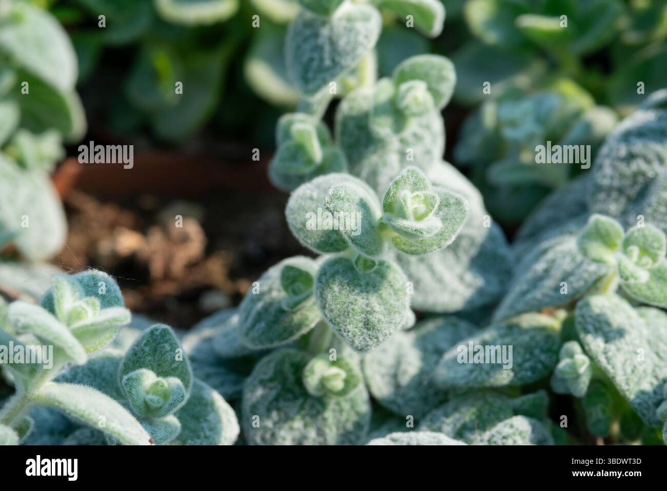 Cretan Dittany o Hop Majoram, Origanum Dictamnus Stock Photo - Alamy
