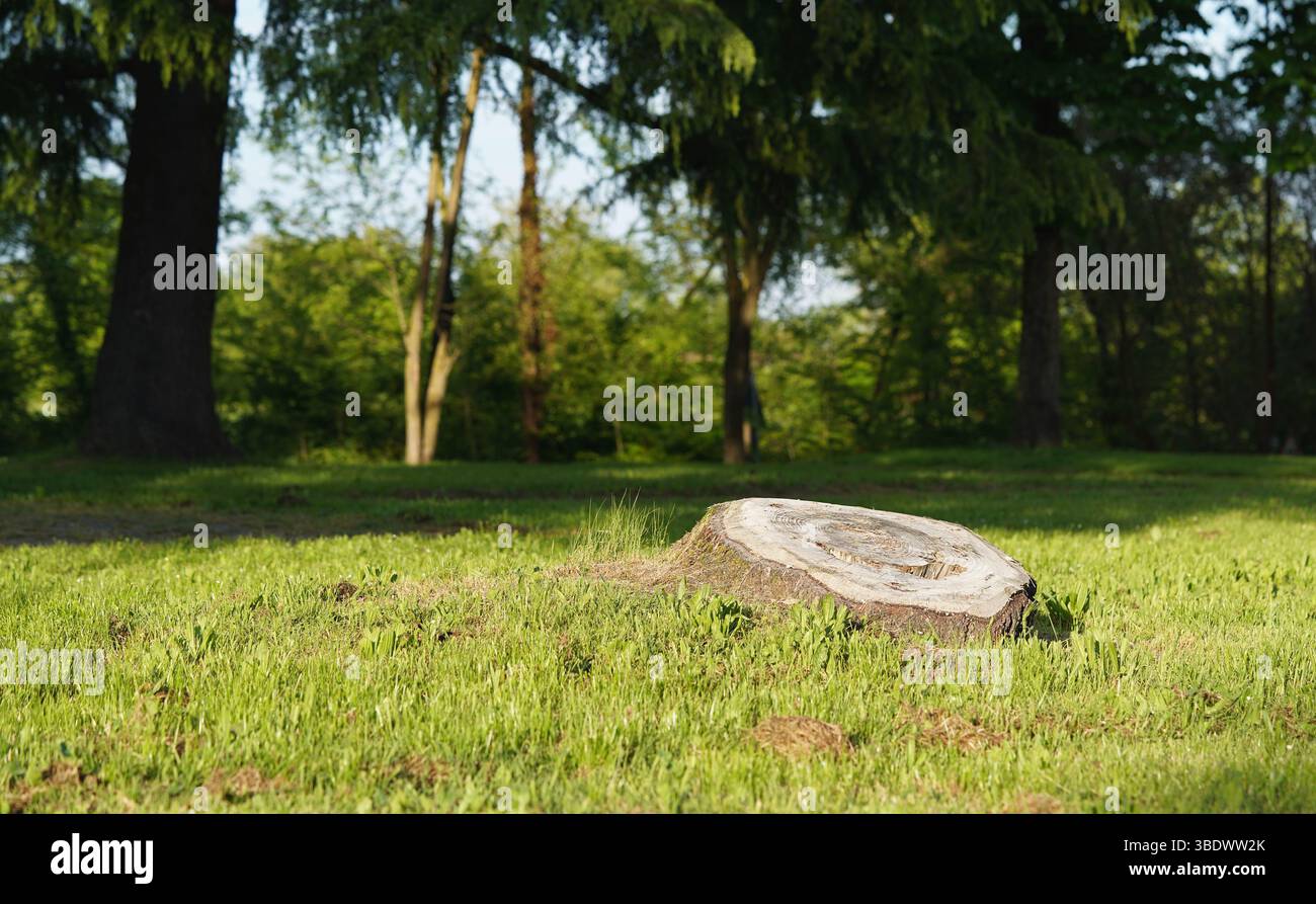 Deforestation and biodiversity loss concept with a tree stump in a ...