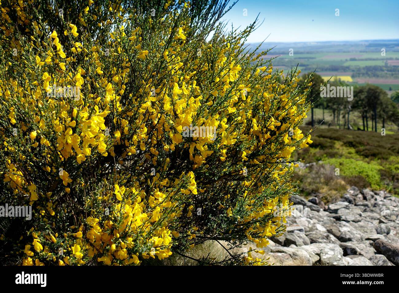 Scotland gorse hi-res stock photography and images - Alamy