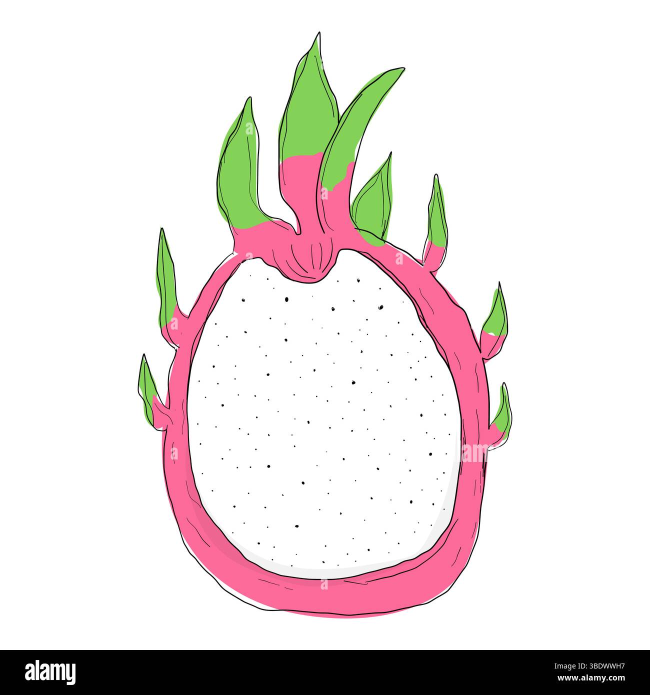 Dragonfruit sketch drawing, pitahaya or pitaya fruit. Doodle summer ...