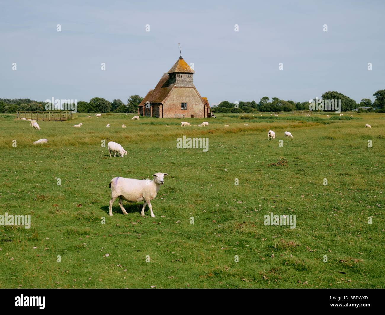 The remote and isolated St Thomas Becket Church and grazing sheep ...