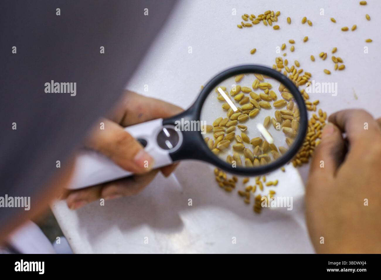 Baghdad, Iraq. 25th May, 2025. Scientists inspect wheat quality in a ...