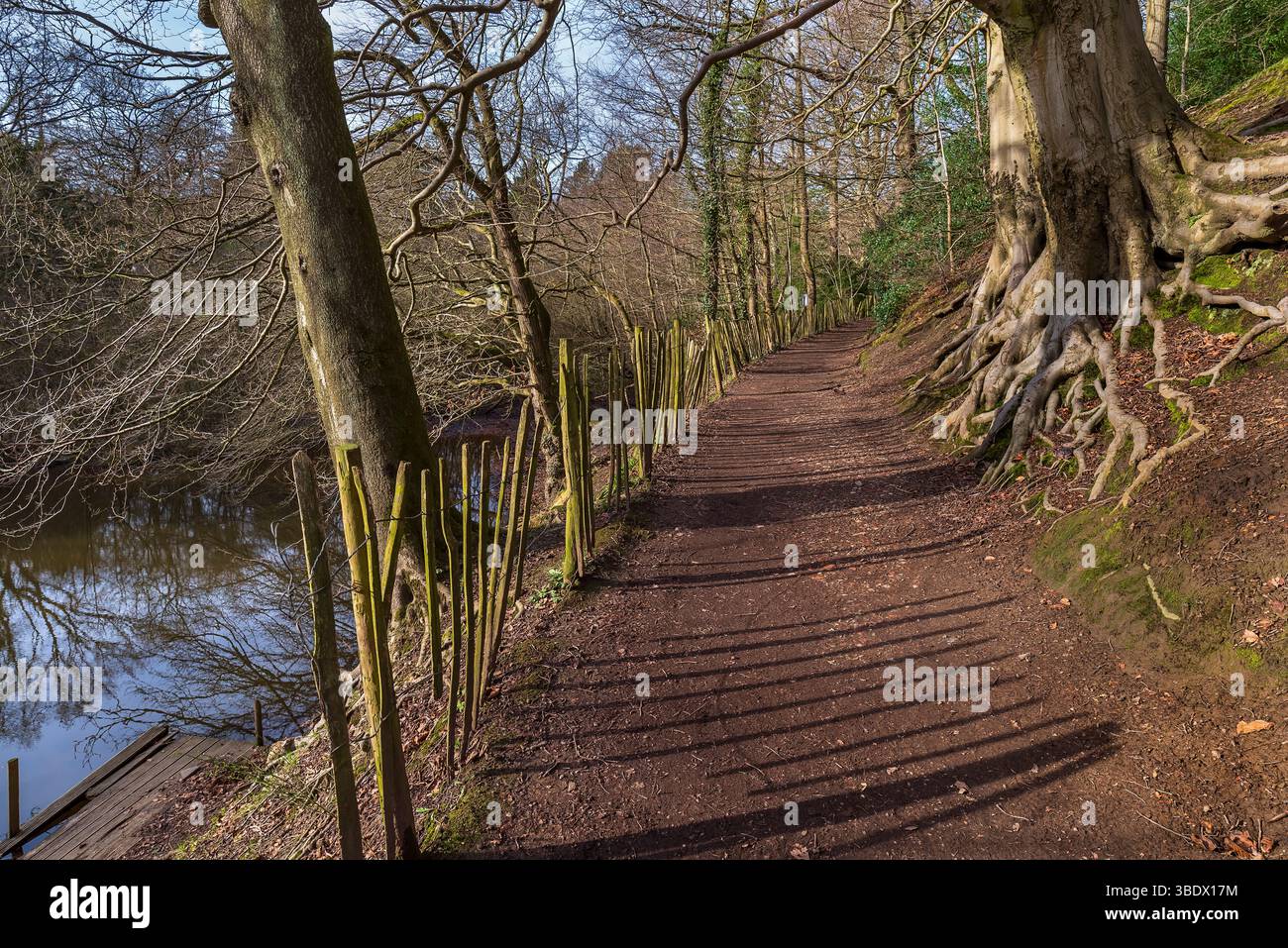 Trees by the dam in the ancient woodland of Limb Valley, on the western ...