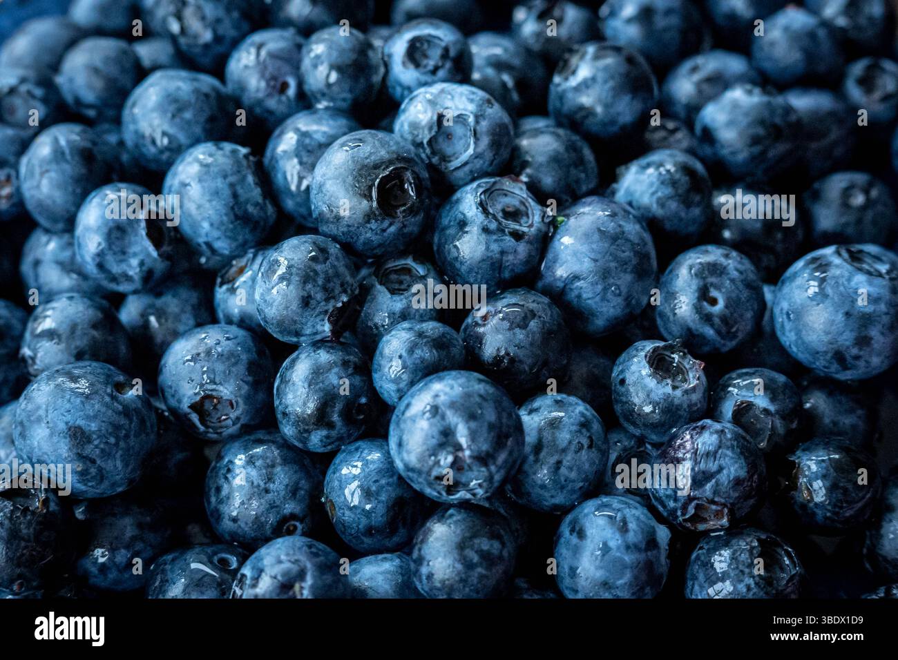 Bremen, Germany. 26th May, 2025. Blueberries, also known as bilberries ...