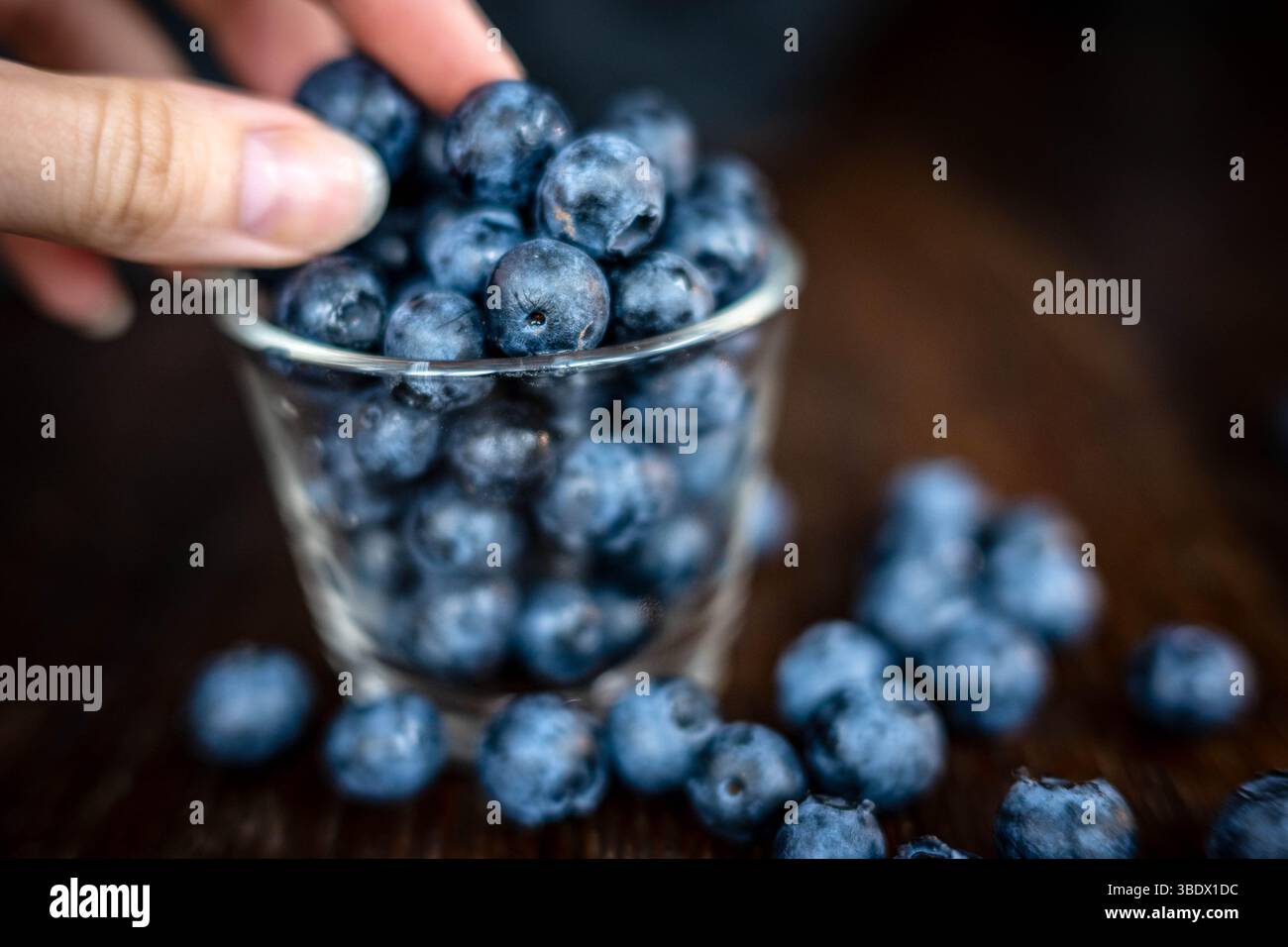 Bremen, Germany. 26th May, 2025. Blueberries, also known as bilberries ...