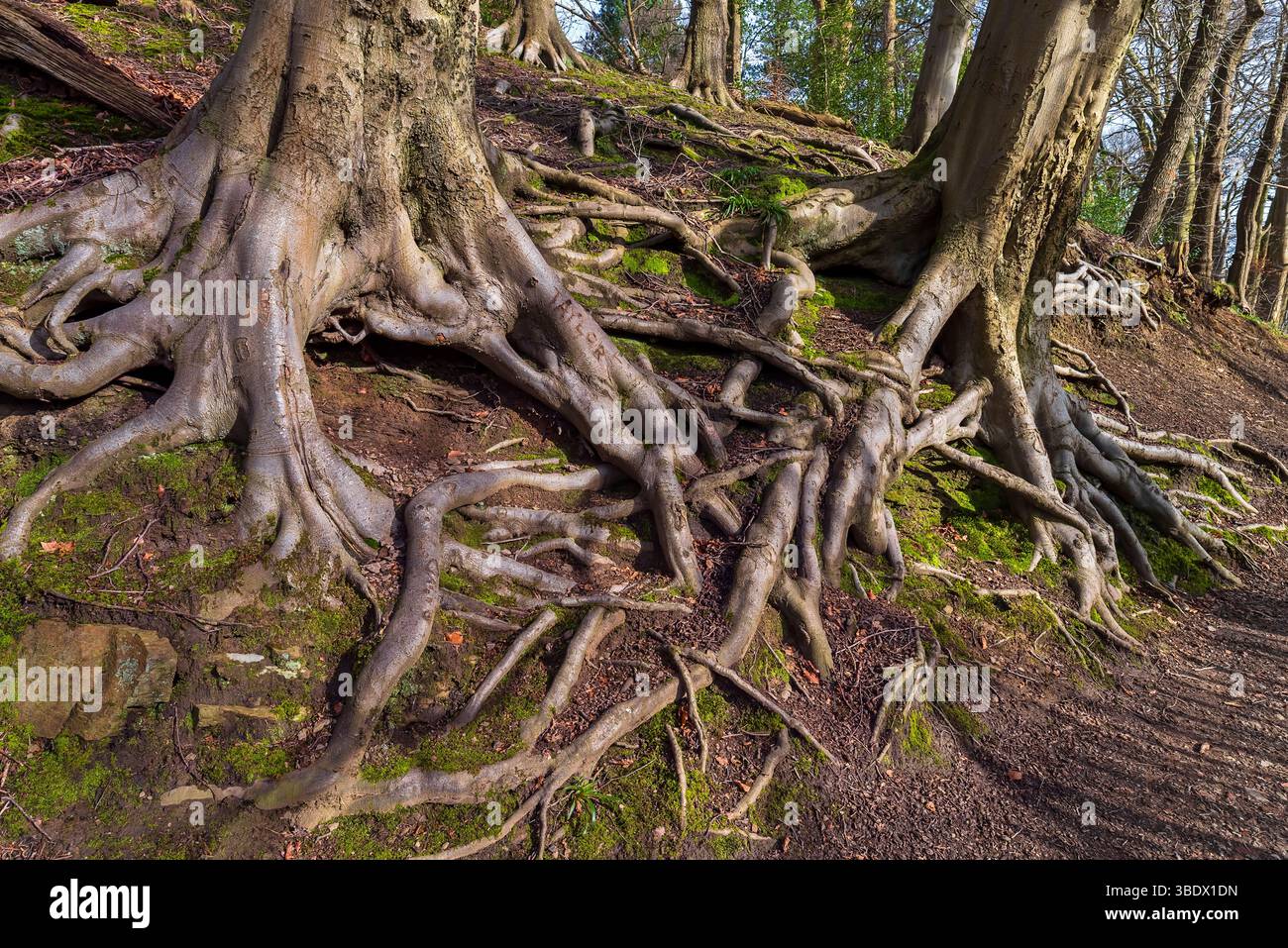 Spectacular network of tree roots in the slope by the dam in the ...