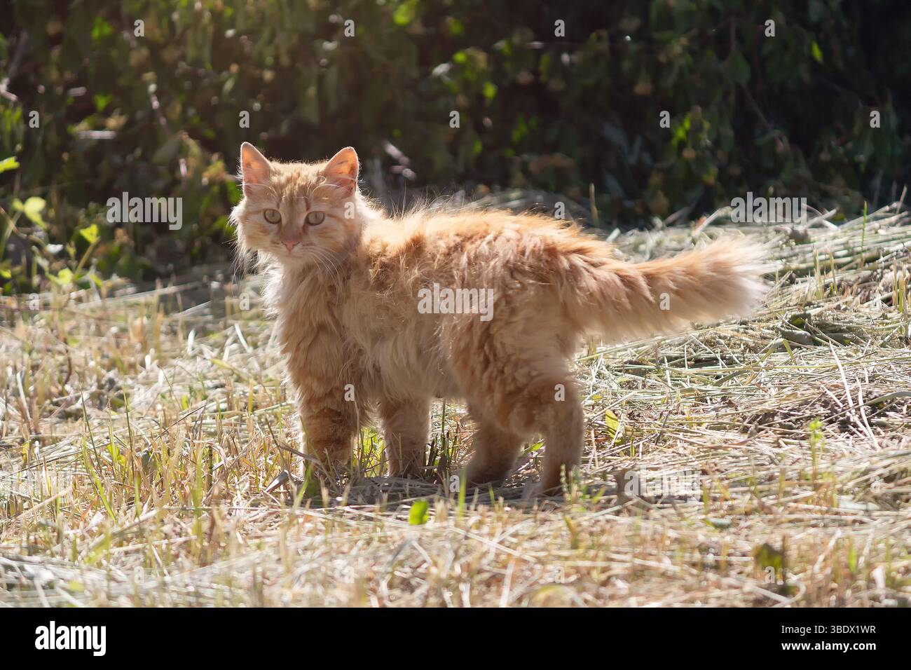 Red cat lying on hi-res stock photography and images - Alamy
