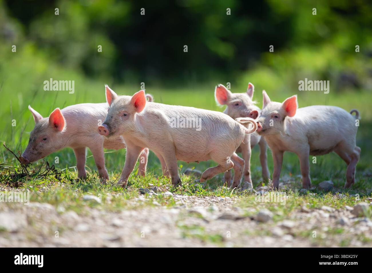 Group white piglets running hi-res stock photography and images - Alamy