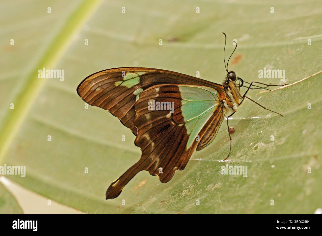 Papilio phorcas hi-res stock photography and images - Alamy
