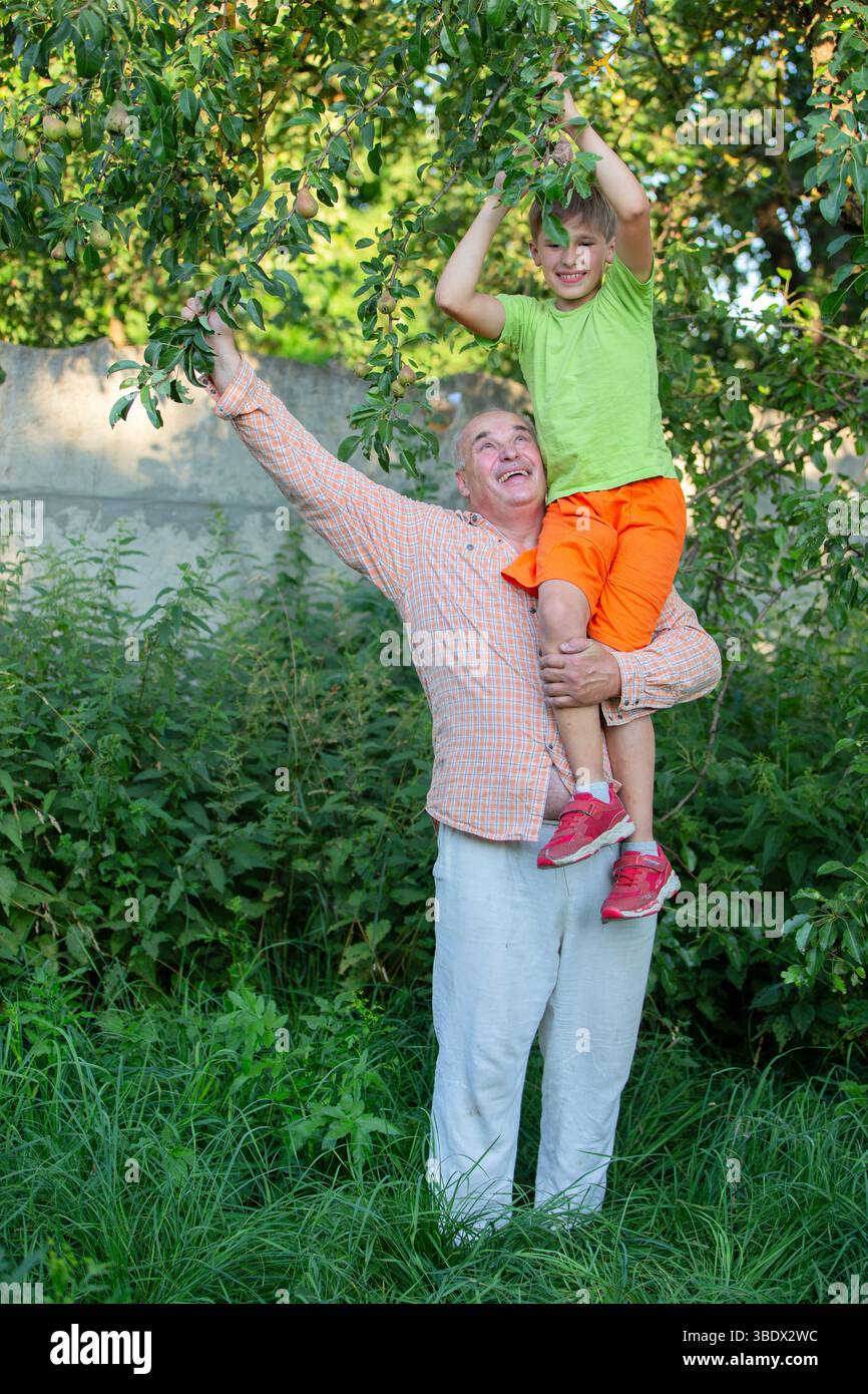 A man and a boy pick apples from a tree. Dad is smiling and son is ...
