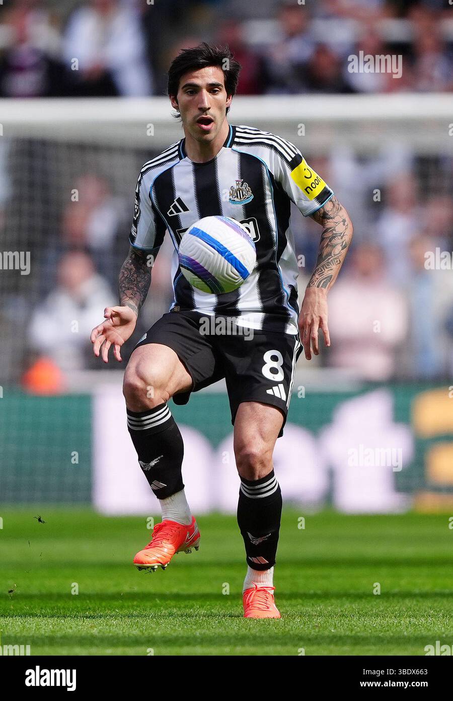 Newcastle United's Sandro Tonali during the Premier League match at St. James' Park, Newcastle ...