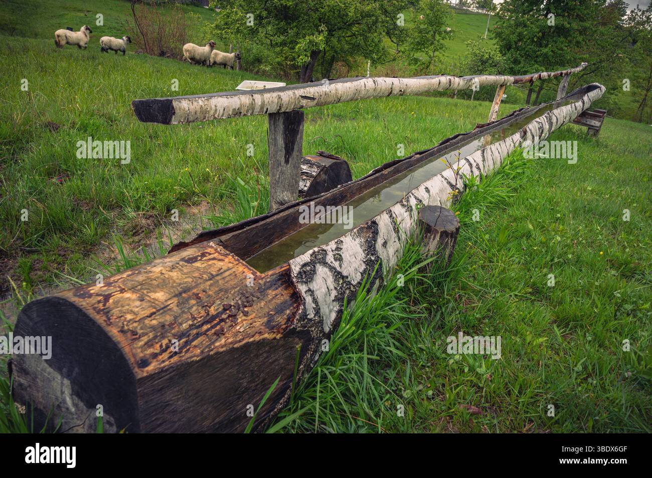 Hand-Carved Birch Water Trough for Sheep, Sustainable Romanian ...