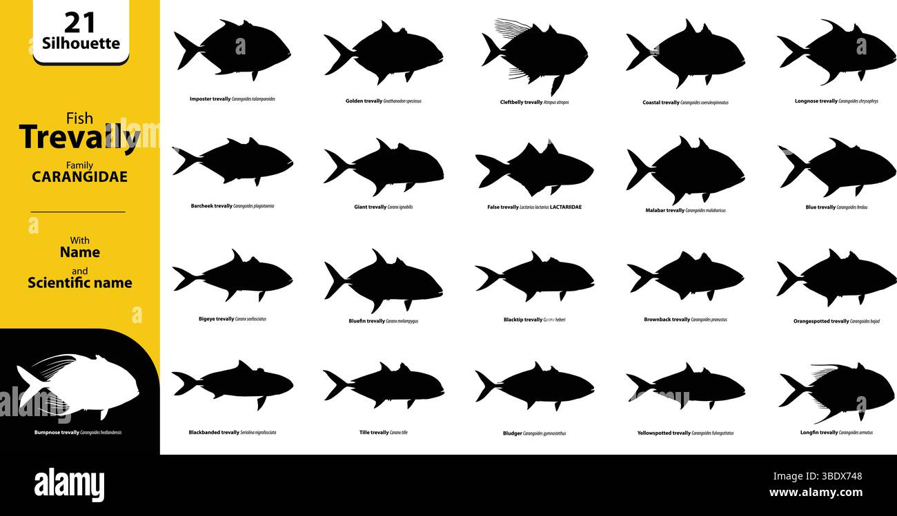 Trevally Fish Silhouette Vector Set with Name and Scientific Name ...
