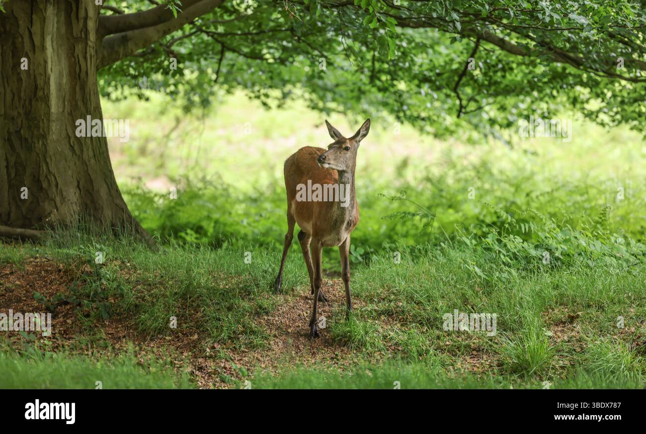 Richmond Park, London, UK. Bank Holiday Monday stroll in Richmond park ...