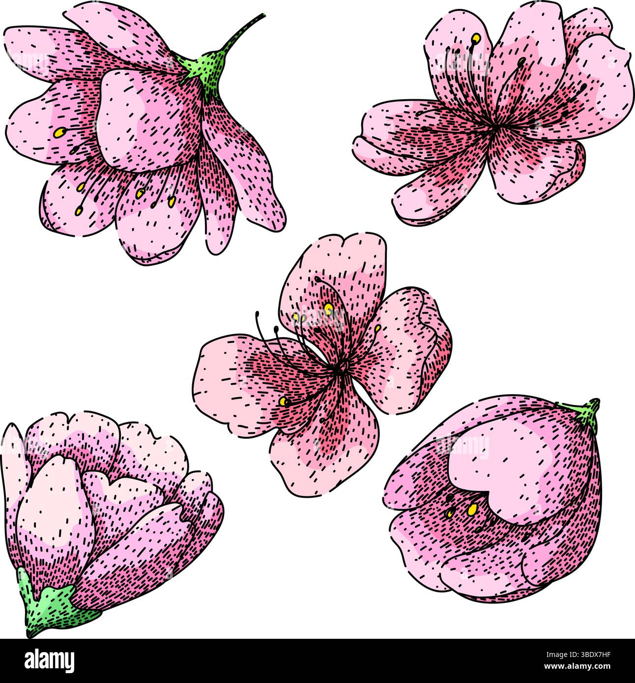sakura set sketch hand drawn vector Stock Vector Image & Art - Alamy