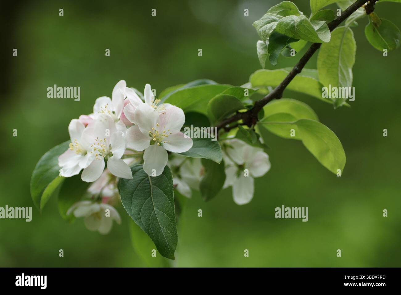 Butterball hi-res stock photography and images - Alamy