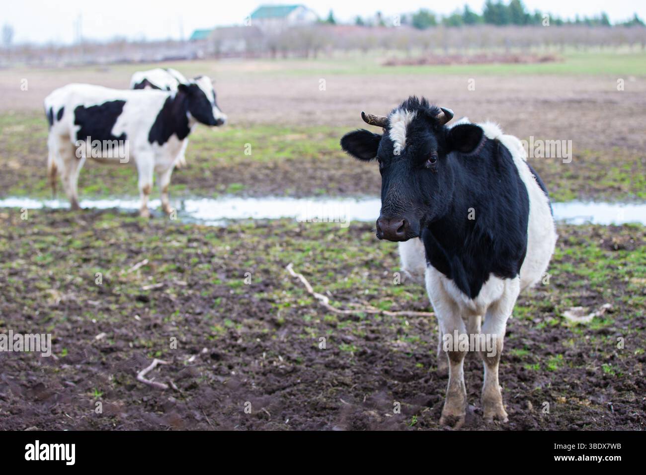 A cow is standing in a field with two other cows. The cow is black and ...