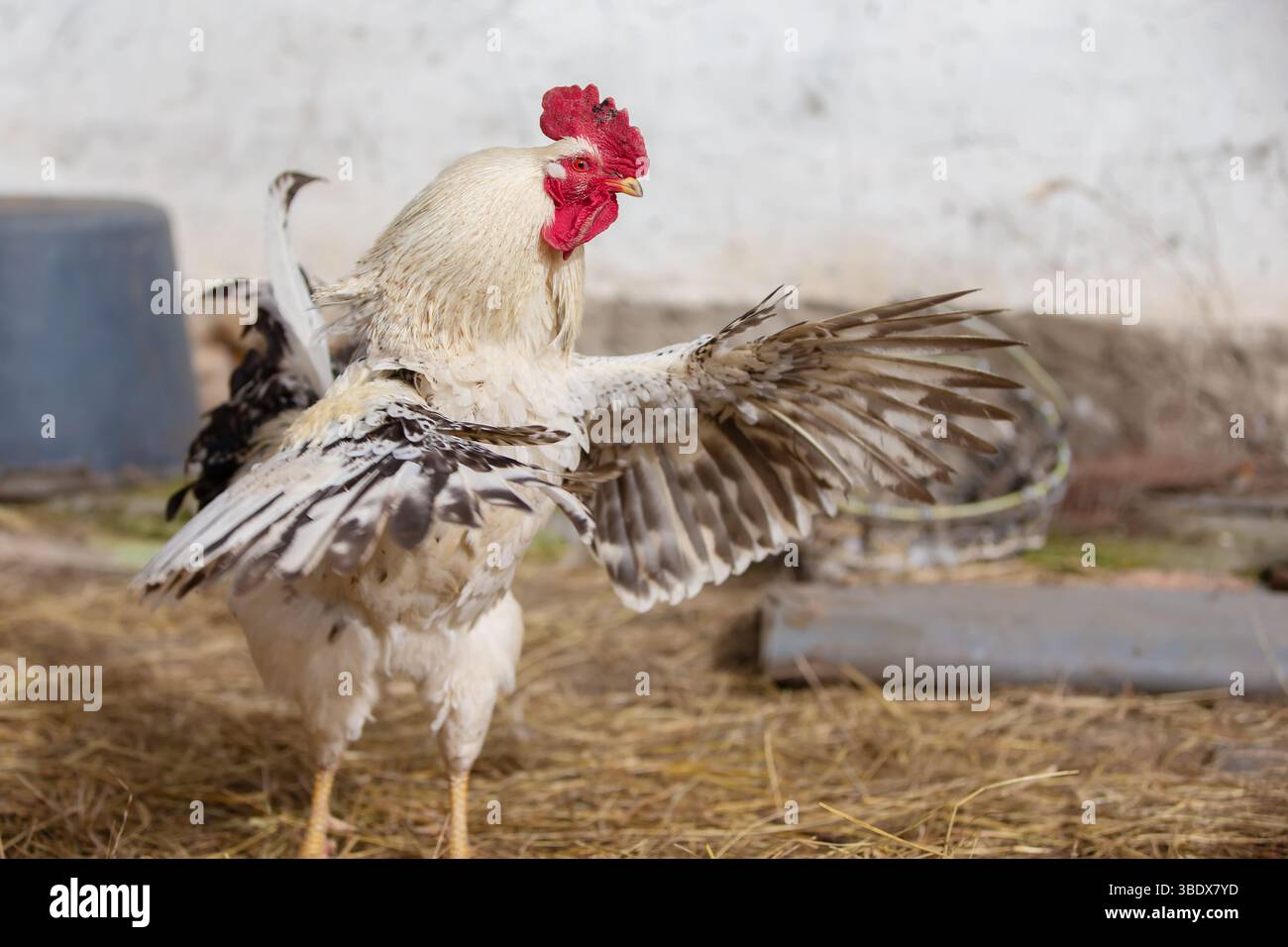 Birds on a farm. A white rooster with a speckled tail close-up. He is ...