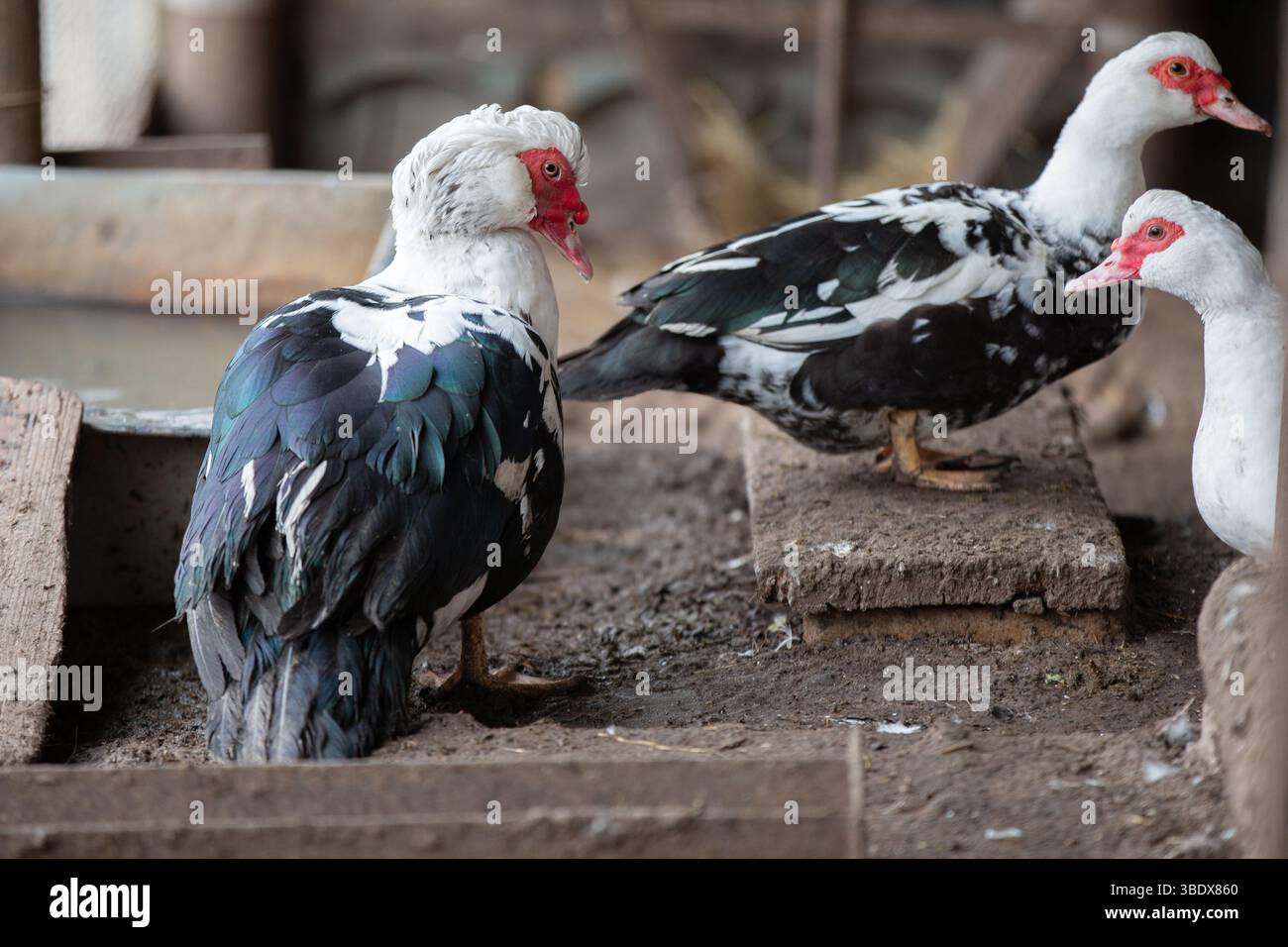 Birds on a farm. A flock of Muscovy ducks on a roost Stock Photo - Alamy